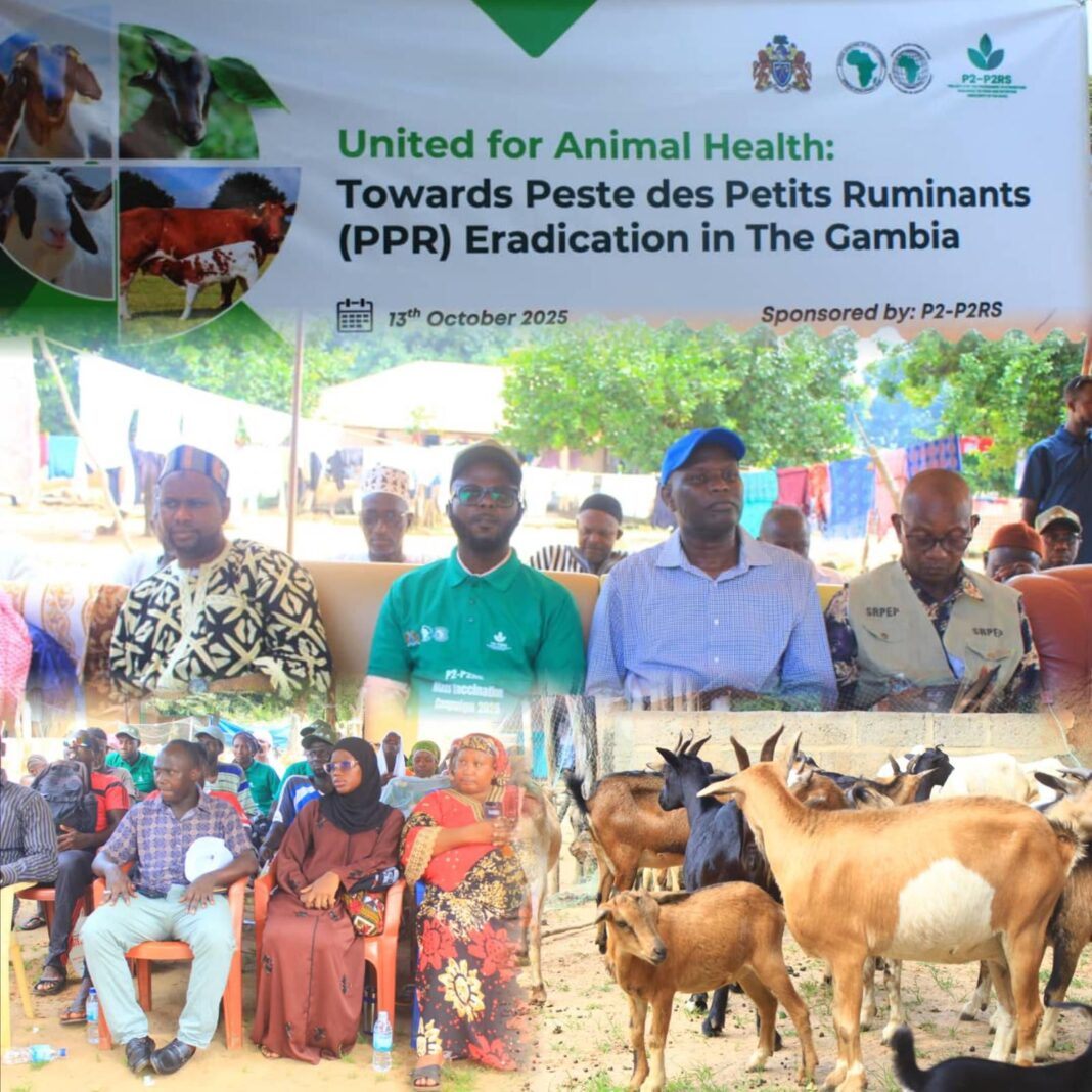 Gambia Launches Nationwide Small Ruminant Vaccination Campaign to ...