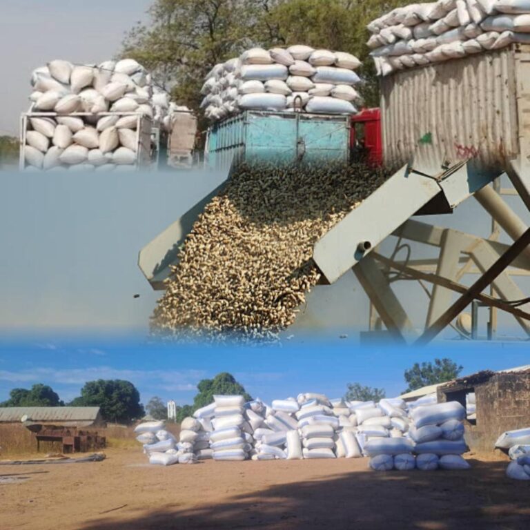 Groundnut Farmers Deserve Better - The Alkamba Times