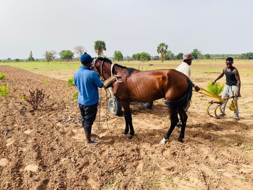Farmers in Wellingara Ba Embrace Hopeful Start to Rainy Season Amid ...